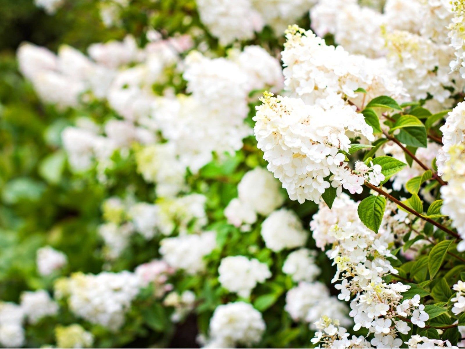 White Flowering Shrubs: Bushes With White Blooms For Every Landscape ...