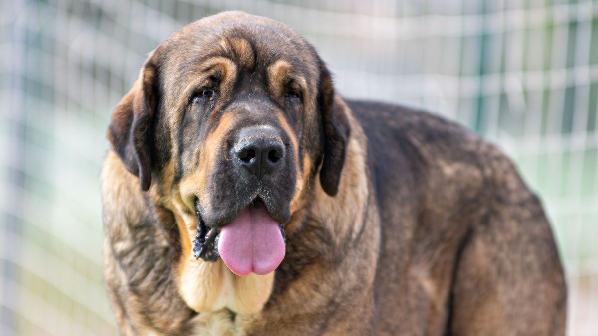 11 different types of Mastiff breeds from across the world | PetsRadar