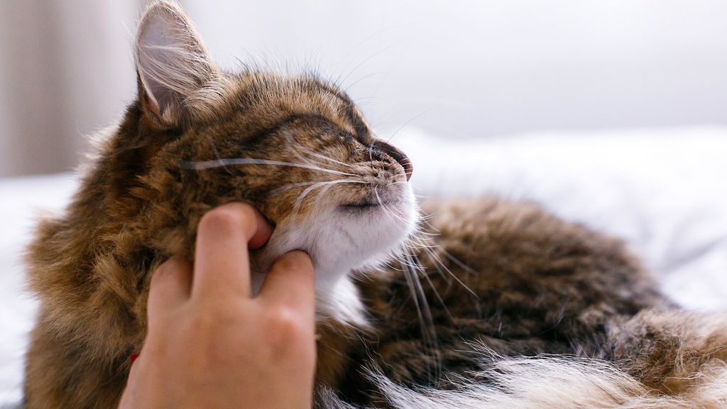Can't tell when your cat is happy? Behaviorist reveals how you can ...
