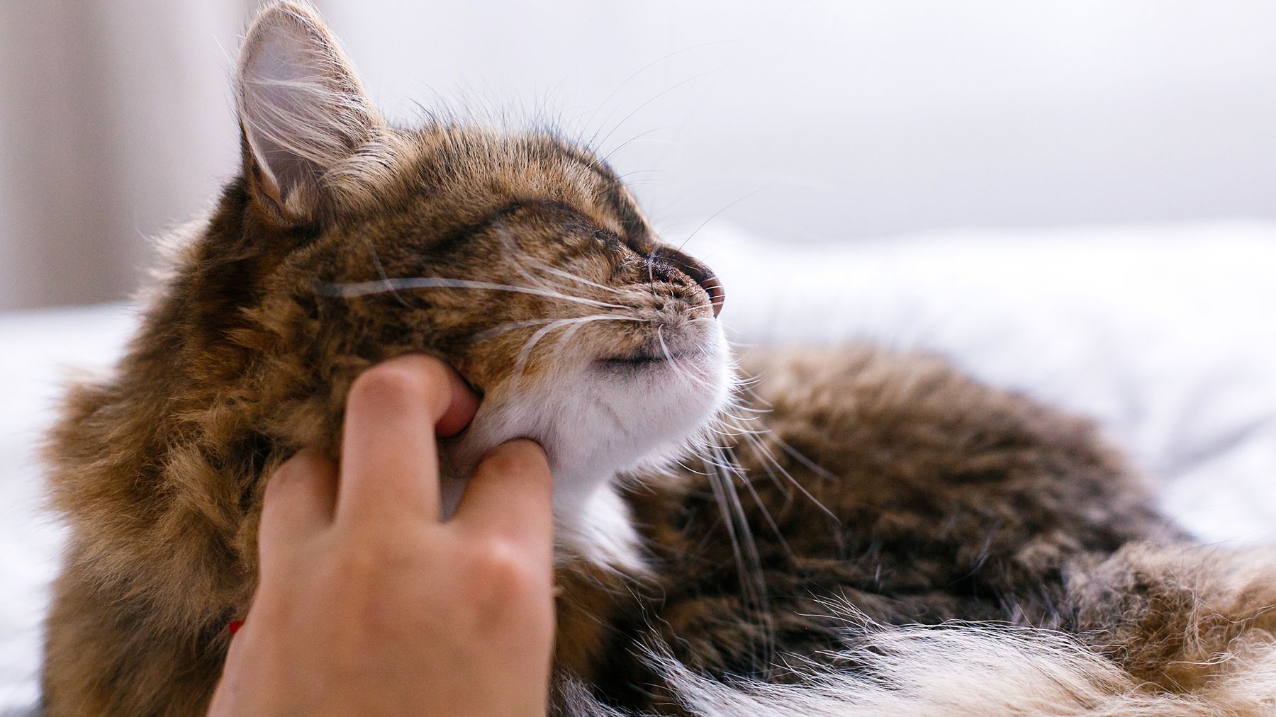 Can't tell when your cat is happy? Behaviorist reveals how you can ...
