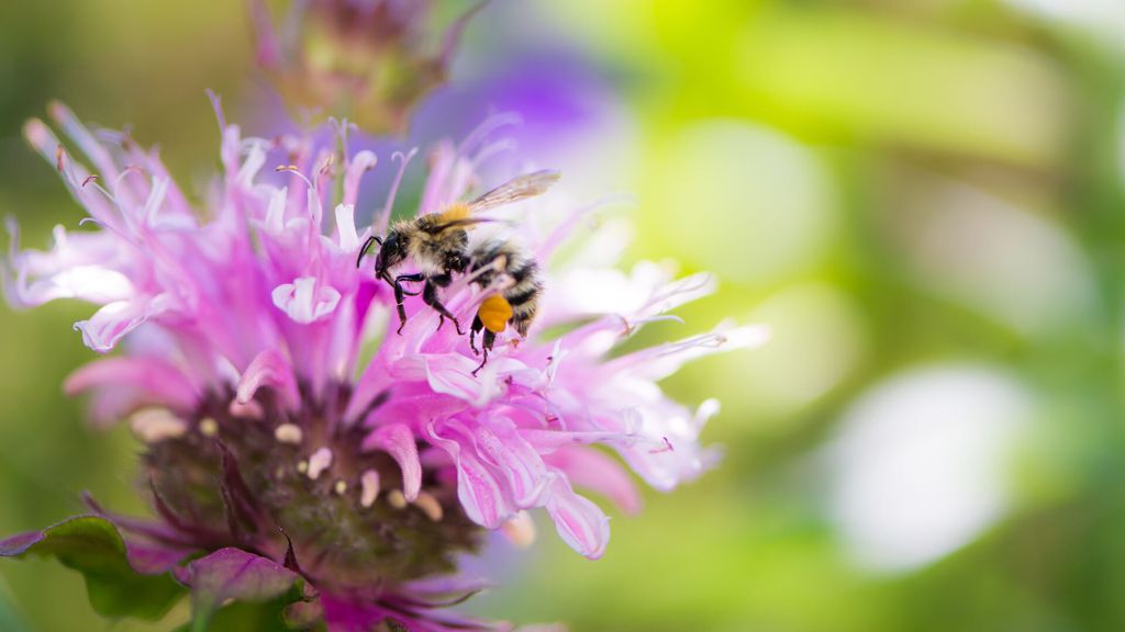 GKH's Complete Guide To Pollinators | Gardening Know How