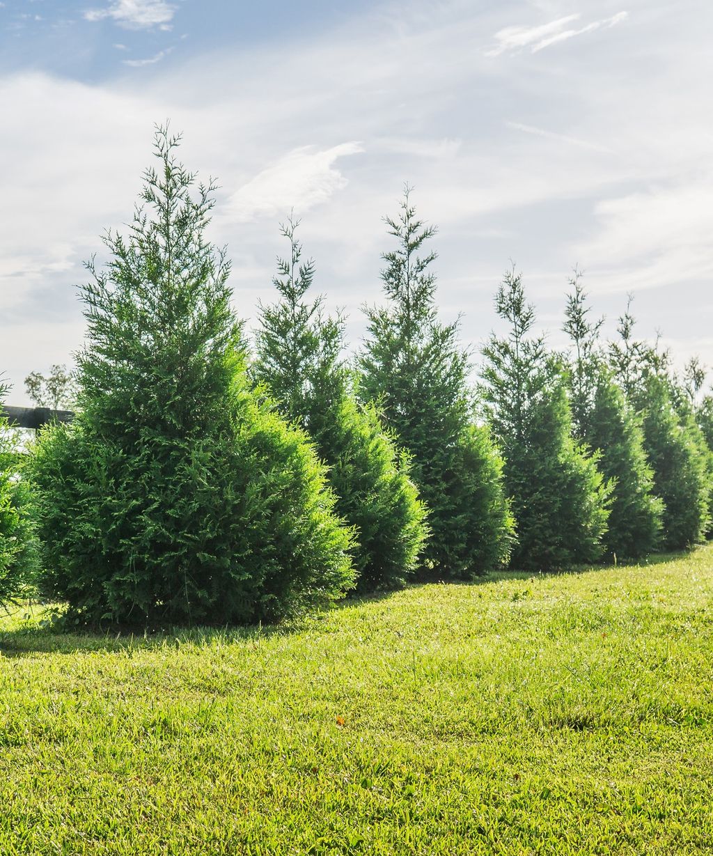 10 trees for privacy and shade in a yard | Real Homes