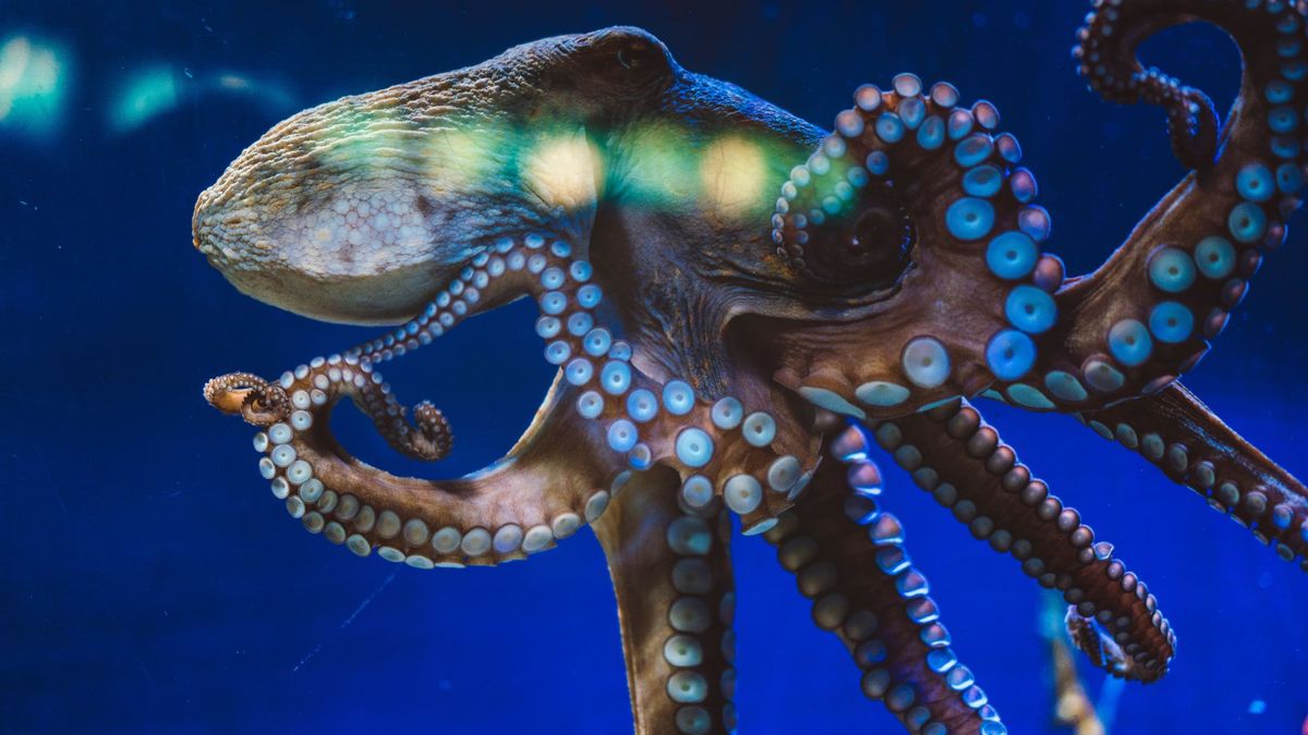 32 non-fish aquarium pets worth checking out for your tank | PetsRadar