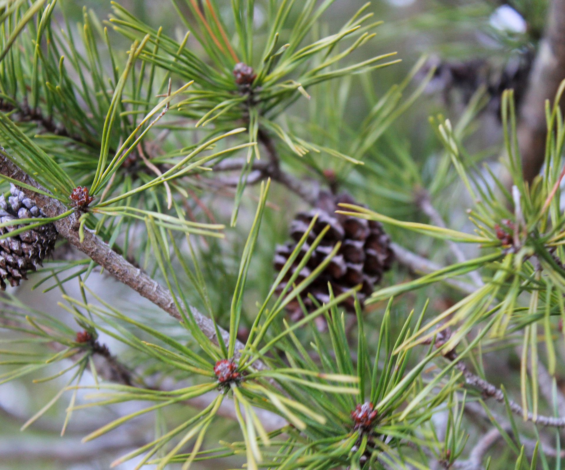 Try Foraging These 9 Sensational Wild Spice Plants | Gardening Know How