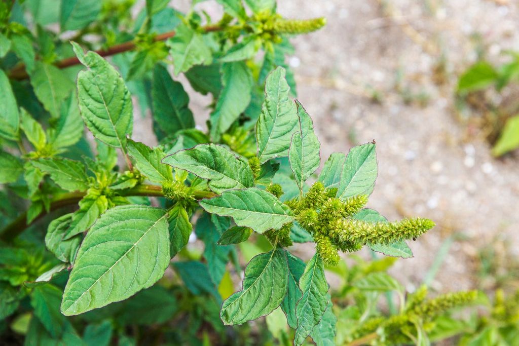 Is Pigweed Edible: Learn About Using Pigweed Plants In The Garden ...