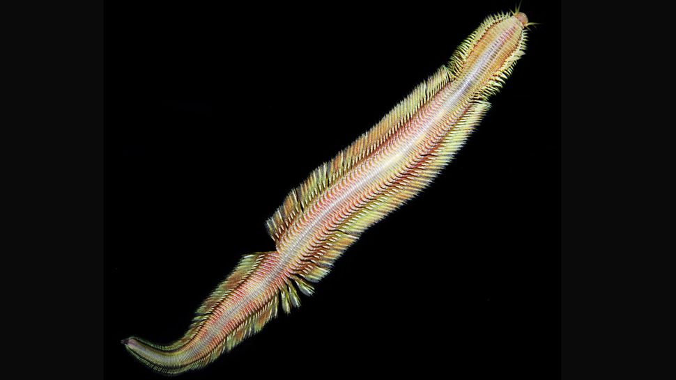 Technicolor 'living magic carpet' deep-sea worm discovered near methane ...