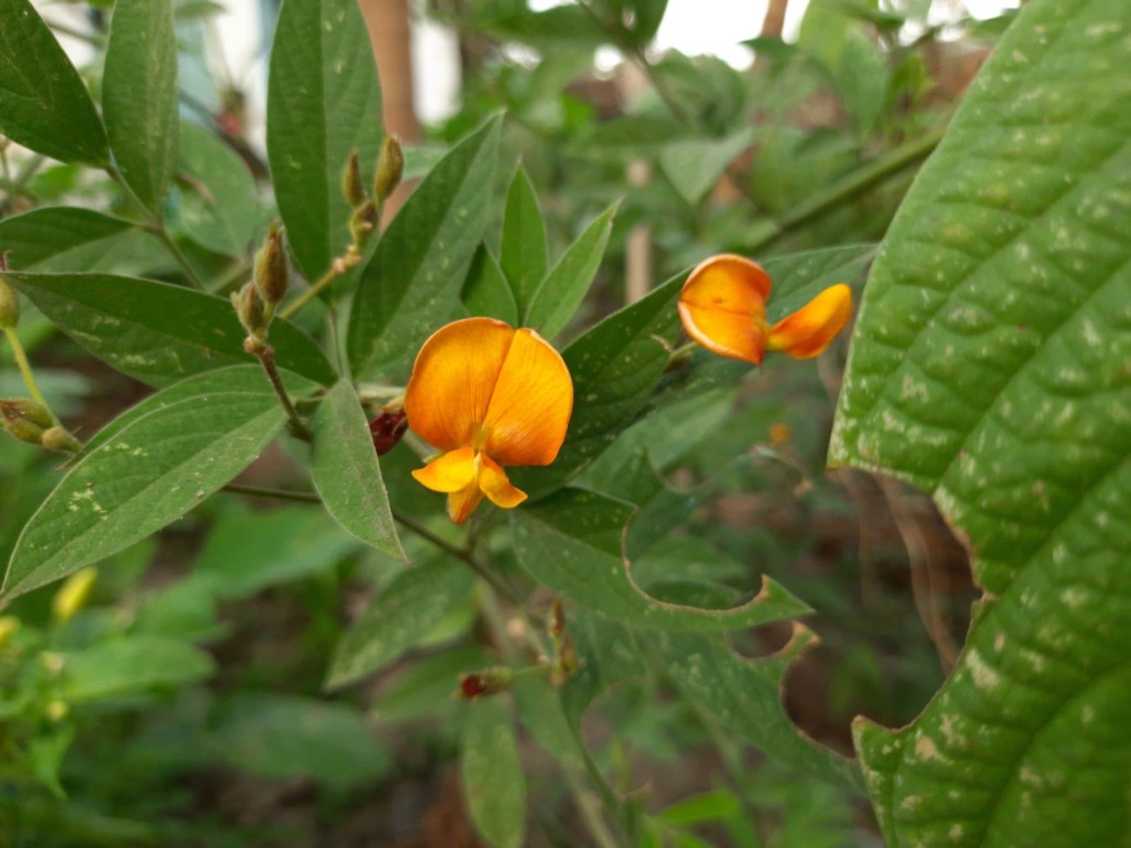 Care of Pigeon Peas - Find Out About Pigeon Peas Growing Conditions ...