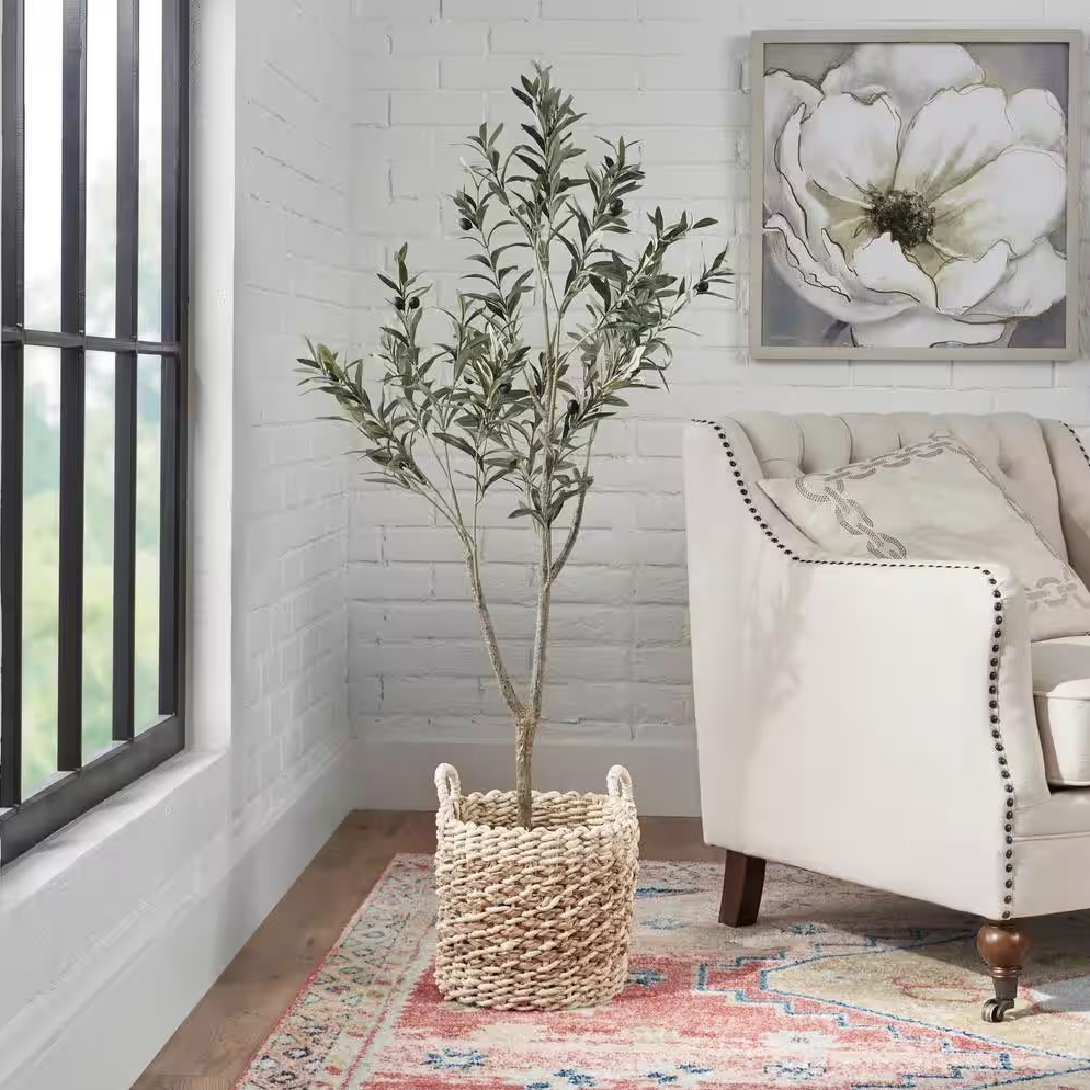 How to Care for an Olive Tree Indoors — These Expert Tips Will Keep ...
