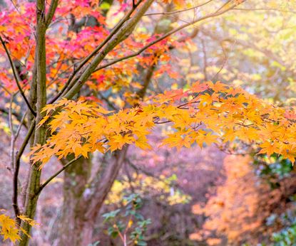 Fall tree care: 5 tasks to prepare backyard trees for winter | Homes ...