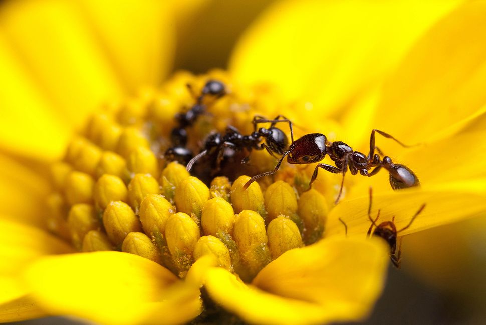 Ant Species Stay Healthy with Self-Made Antibiotics | Live Science