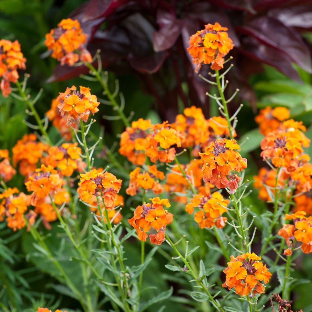 The best wallflowers to plant now, according to experts | Ideal Home