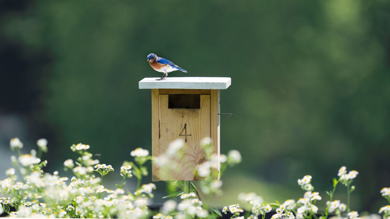 The best birdhouses 2024 – tailored to every type of bird