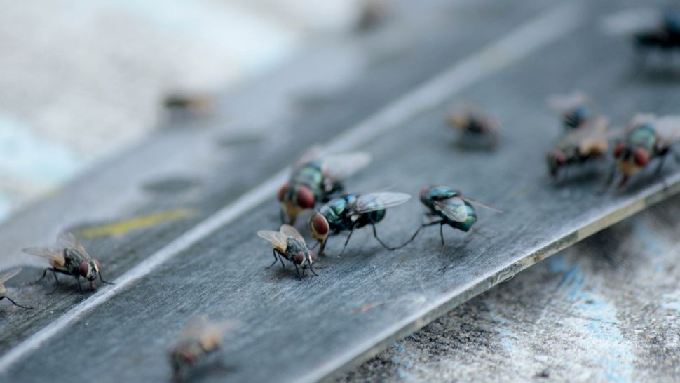 5 pests that come up through your drains and expert tips on how to ...