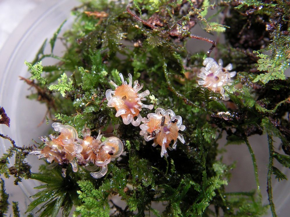 Photos: Gorgeous Neon Malaysian Snails | Live Science