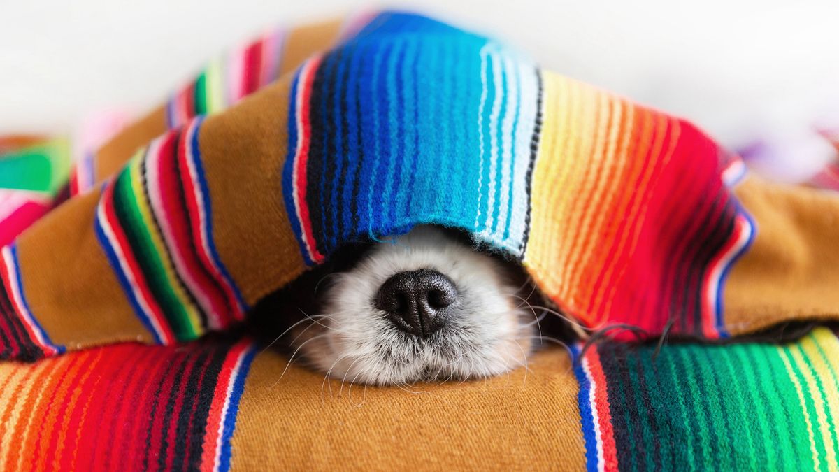 32 funny things dogs do | PetsRadar