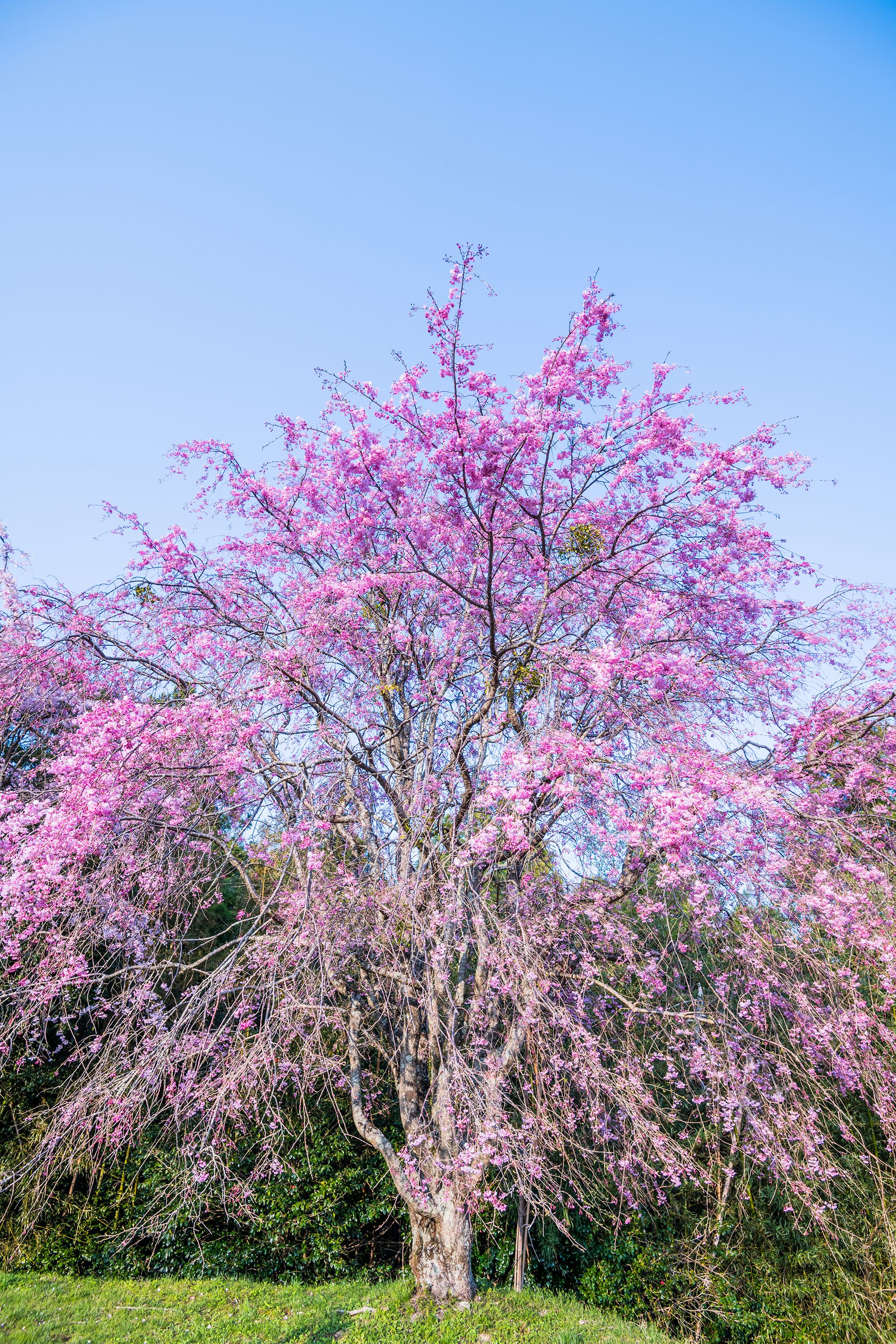 Trees with white bark: 10 varieties to bring contrast | Homes and Gardens