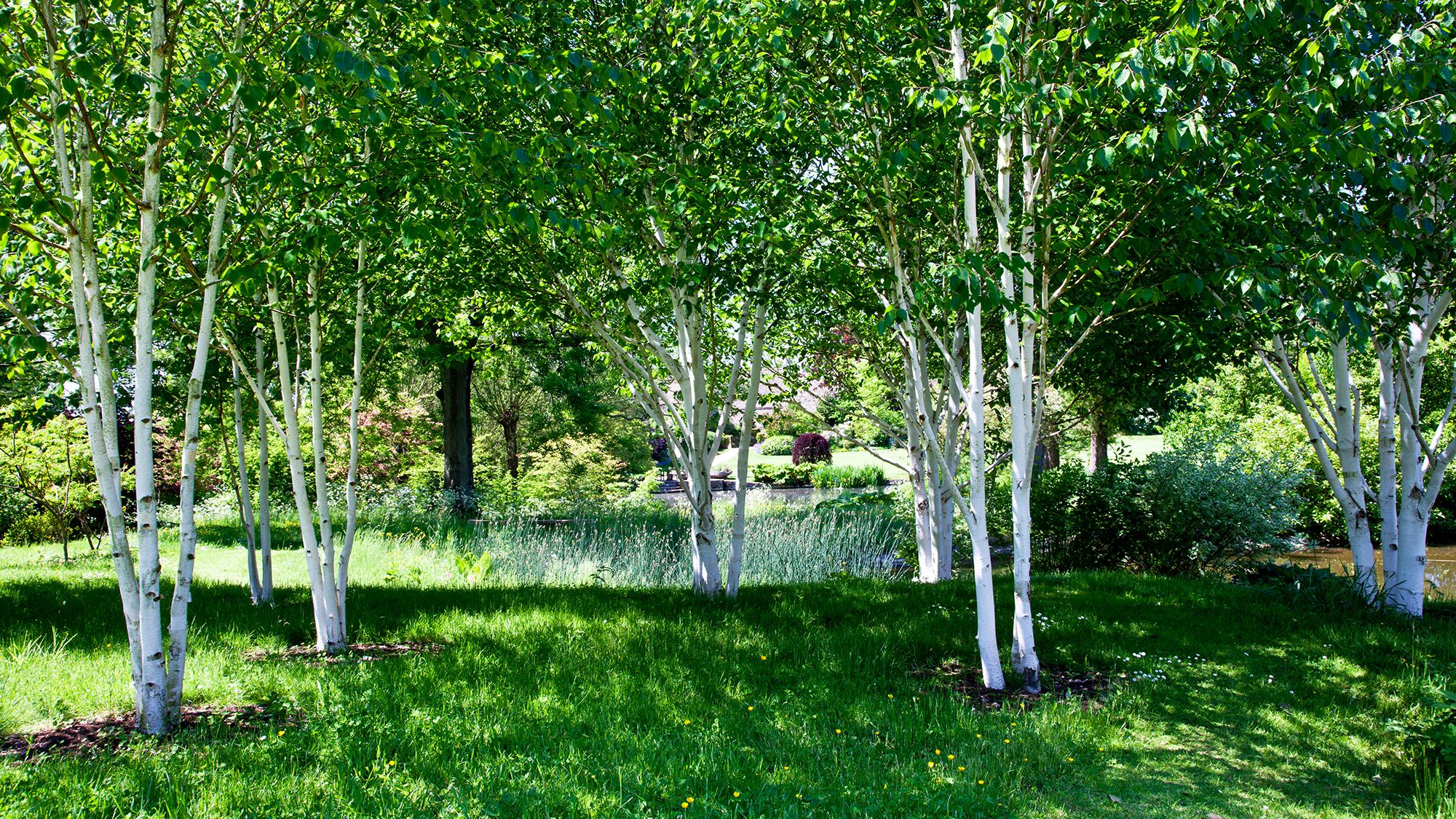 How to plant a tree – a step-by-step guide | Homes and Gardens
