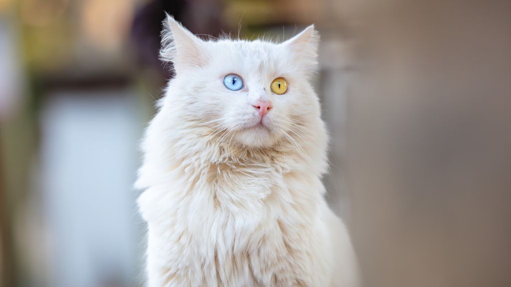 32 high energy cat breeds that will want to play with you | PetsRadar
