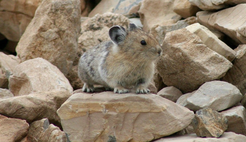 Photos of the Pika, North America's Cutest Mammal | Live Science
