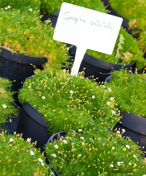 What is an Irish moss lawn and how do you care for one? | Homebuilding