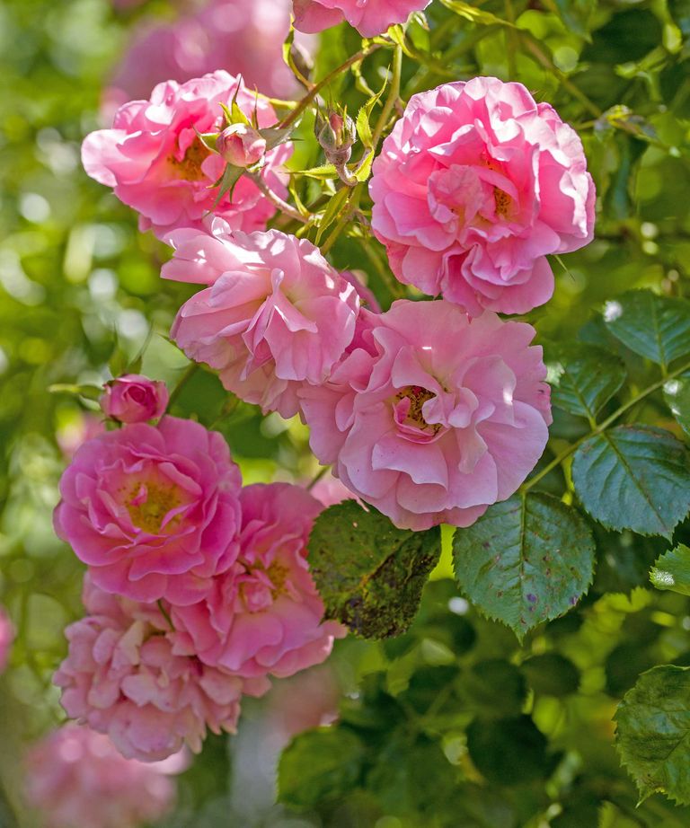 Where never to plant roses: 6 places, with expert tips | Homes and Gardens
