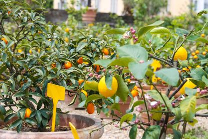Best fruit trees to grow in pots: our top choices for containers ...