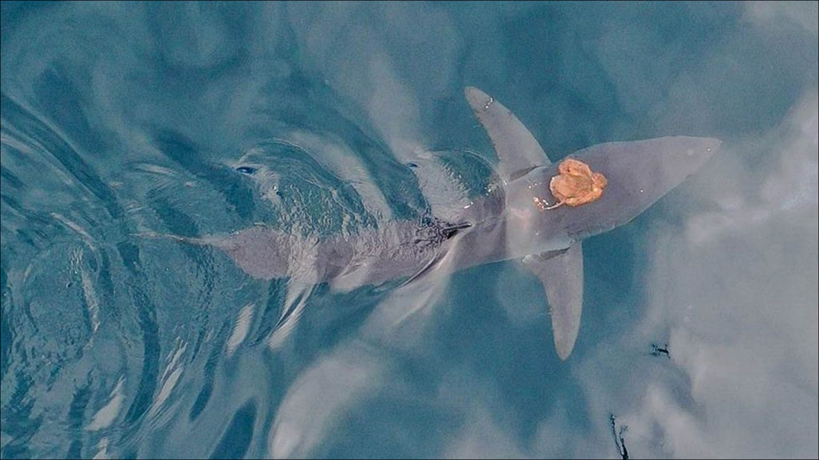 Octopus spotted riding on top of world's fastest shark | Live Science