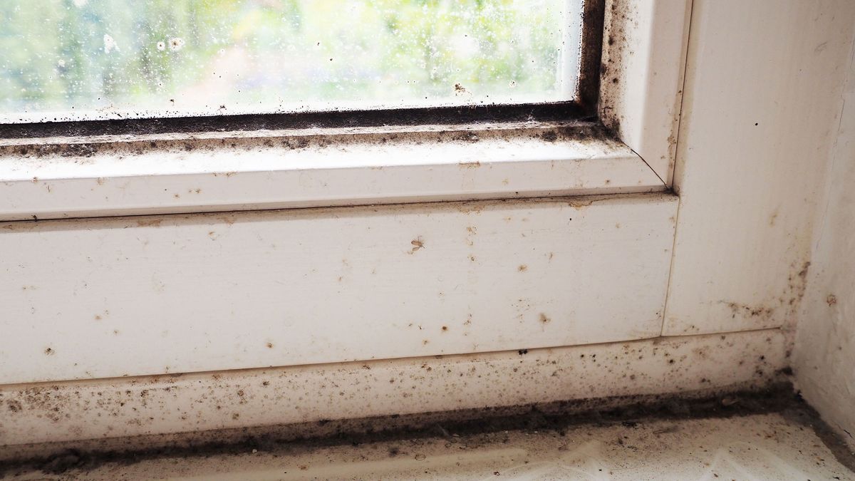 How to prevent and remove mould on windows | Homebuilding