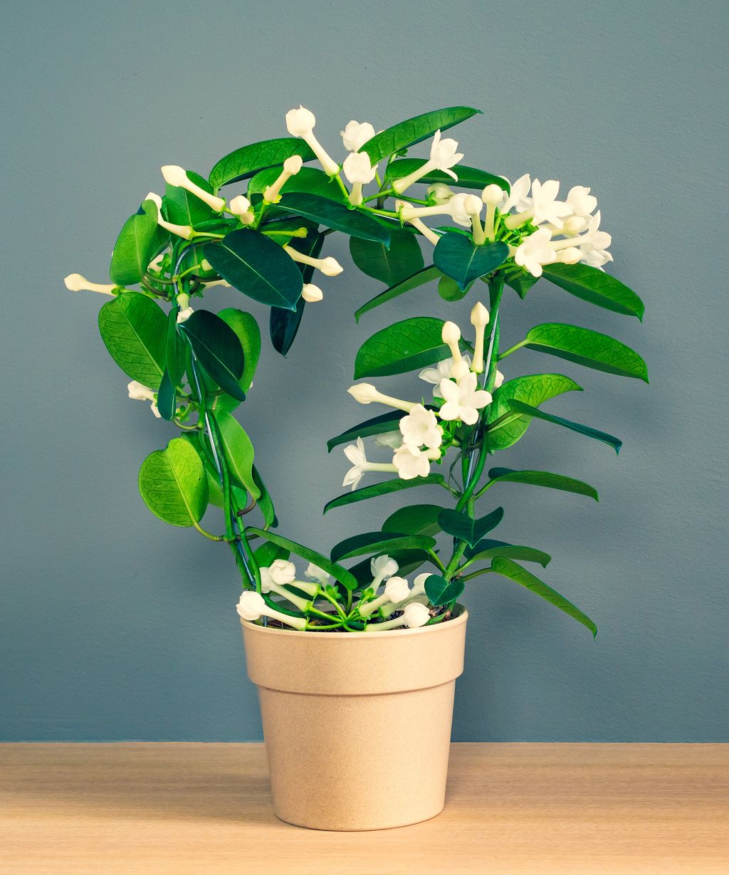 12 of the best office plants to boost your concentration | Homes and ...