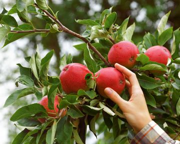 How to store apples: to keep them perfectly fresh for longer | Homes ...