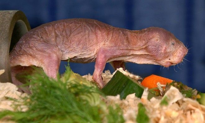 The stretchy skin of naked mole rats may hold the key to fighting ...