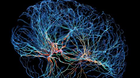 Universal process that wires the brain is consistent across species ...