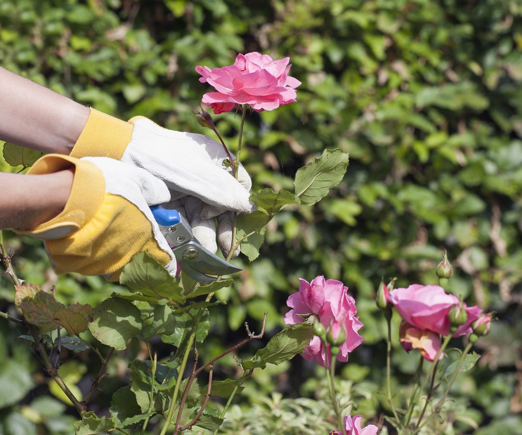When and how to prune Knock Out roses: expert trimming tips | Homes and ...