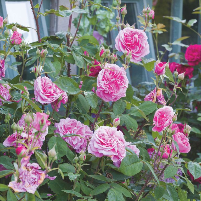 Best climbing roses for privacy – 4 beautiful varieties | Ideal Home