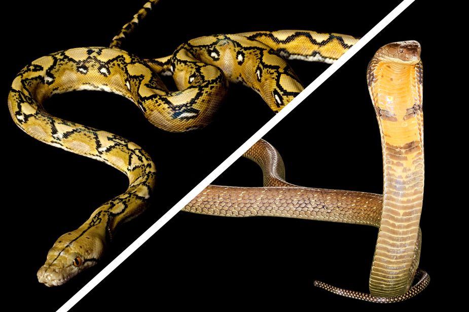 Snakes - News and Scientific Articles on Live Science - Page 8 | Live ...