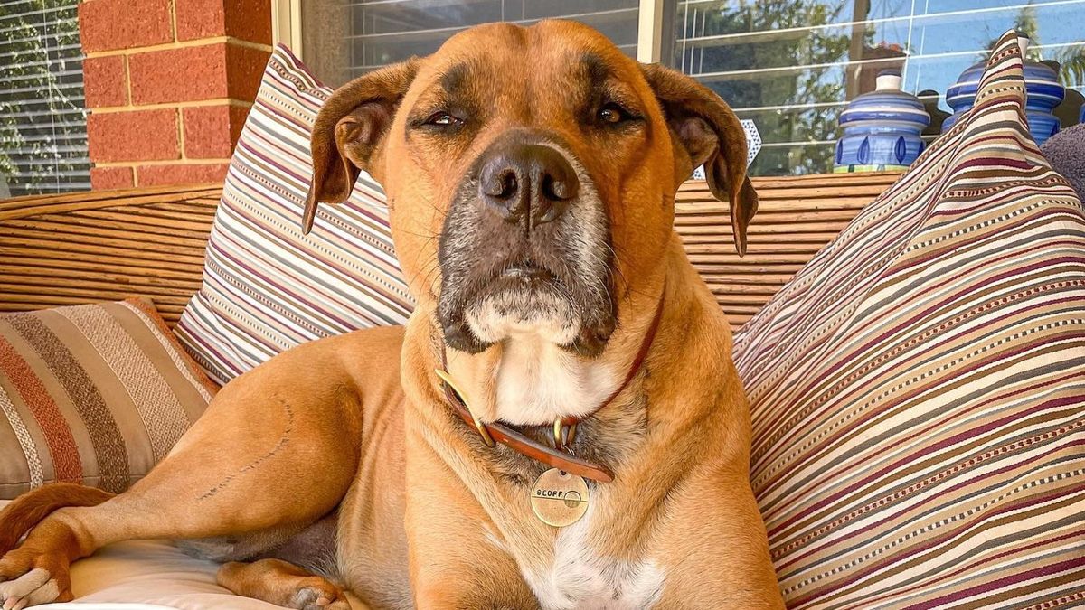 10 Australian dog breeds | PetsRadar