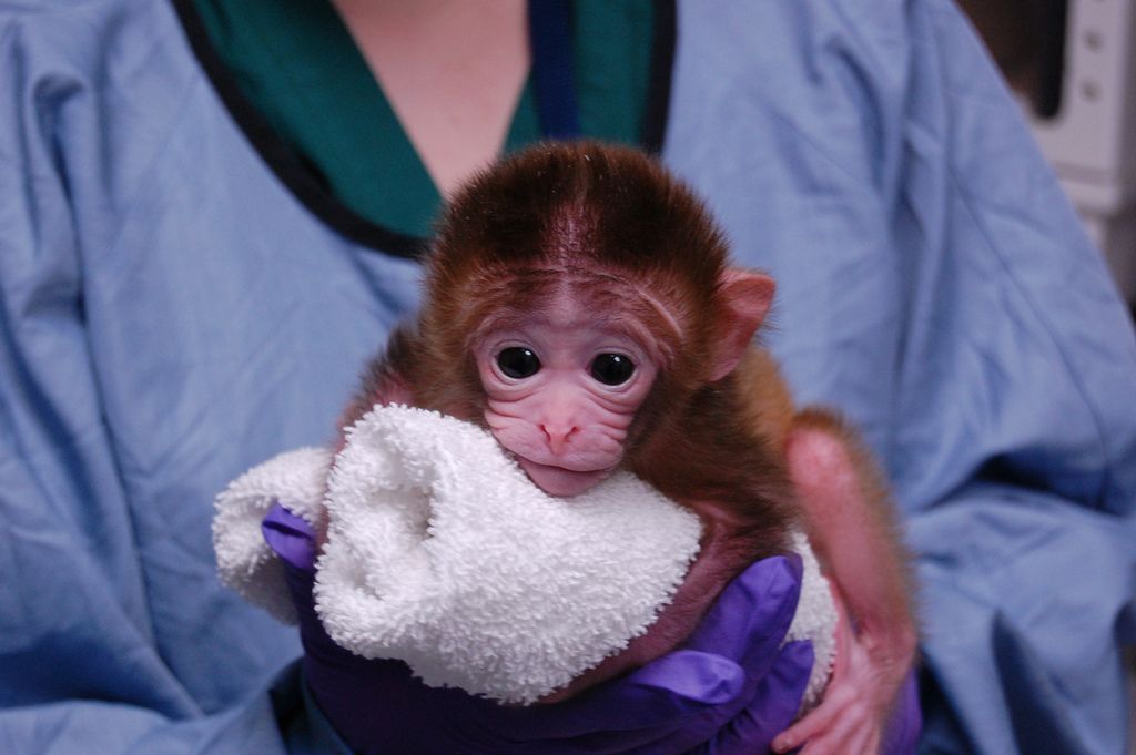 Precious Primates: Images of Chimeric Monkeys | Live Science