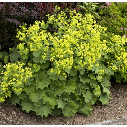 How to grow lady's mantle: for a shady ground cover plant | Homes and ...