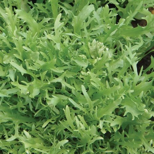 How to grow frisee - tips for growing the peppery greens | Homes and ...