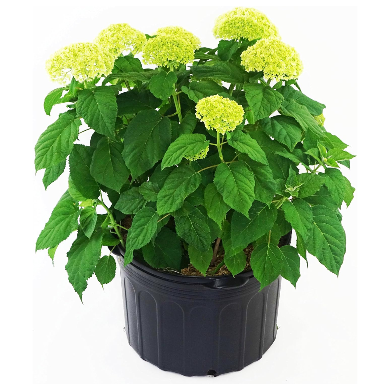 Cutting Back Hydrangeas in the Fall — An Expert Guide | Livingetc