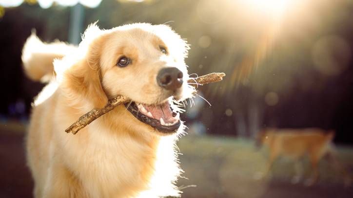 Can dogs get sunburn, and is there sunscreen for dogs? | PetsRadar