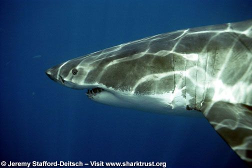 Image Gallery: Great White Sharks | Live Science