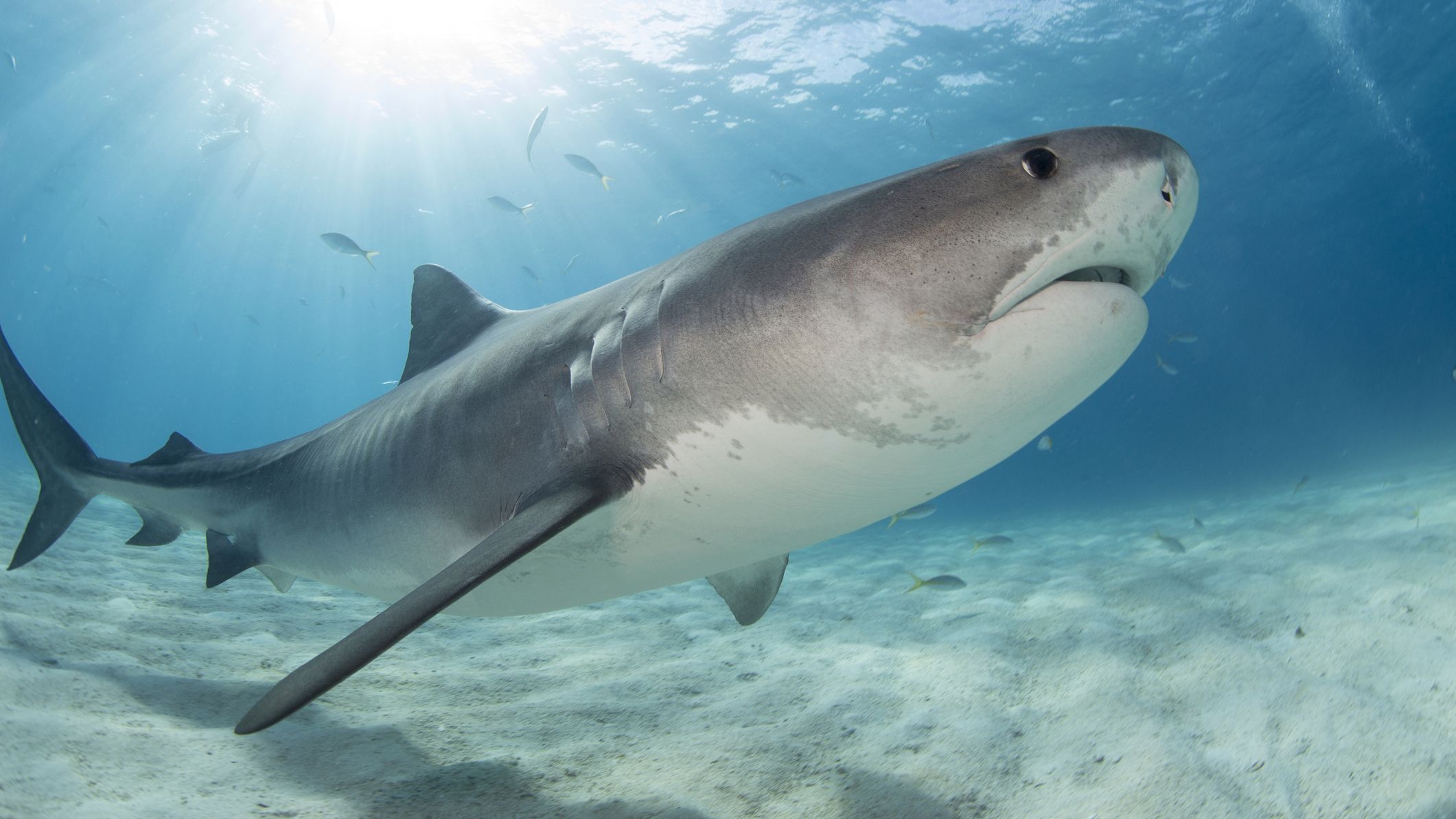 Scientists are strapping cameras onto Tiger Sharks to discover new ...