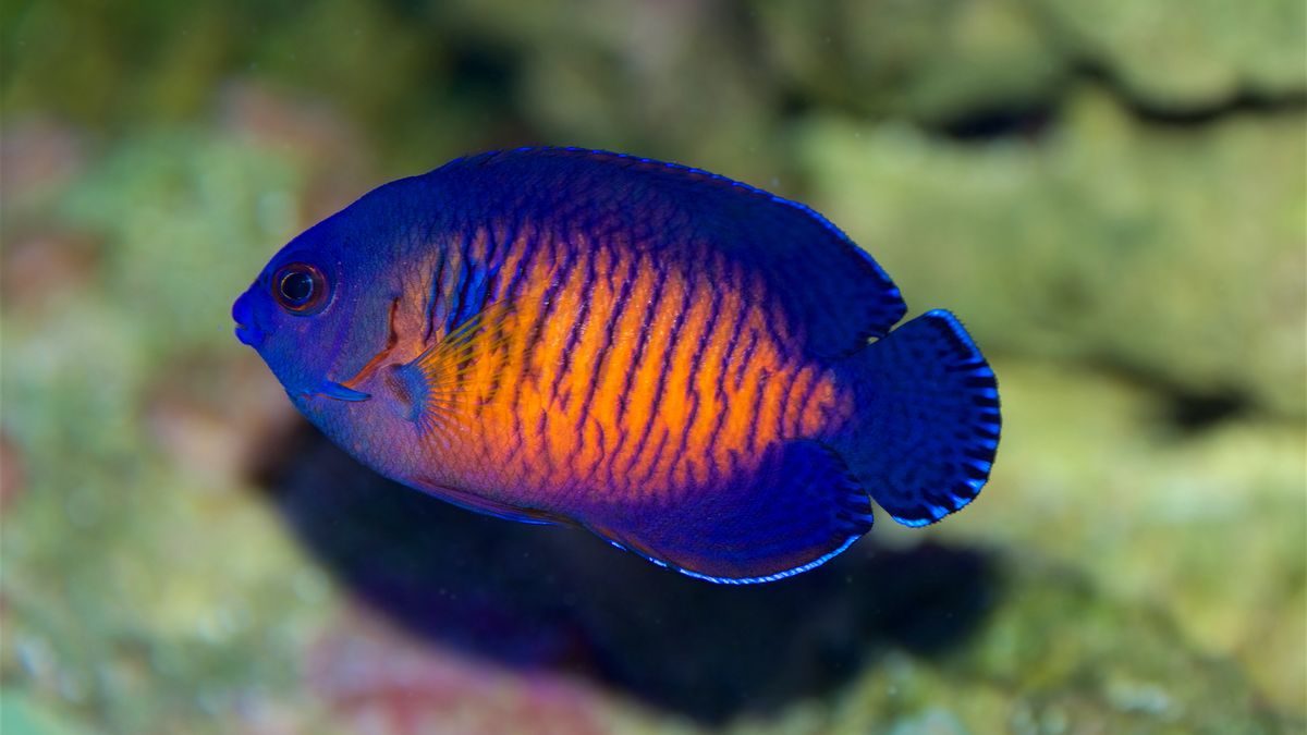 32 types of saltwater fish for your aquarium | PetsRadar