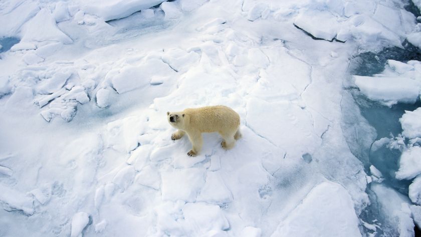 Global sea ice levels hit worrying new low | Live Science