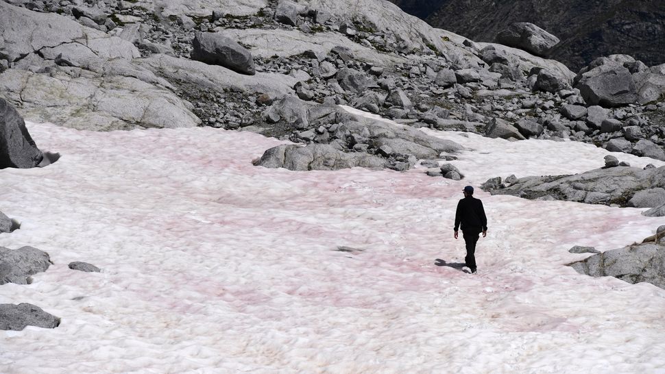 Pink 'watermelon snow' threatens major Italian glacier | Live Science