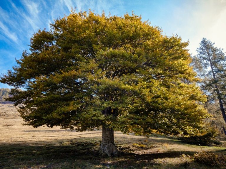 Elm Tree Care - Information On Planting An Elm Tree And Its Care ...