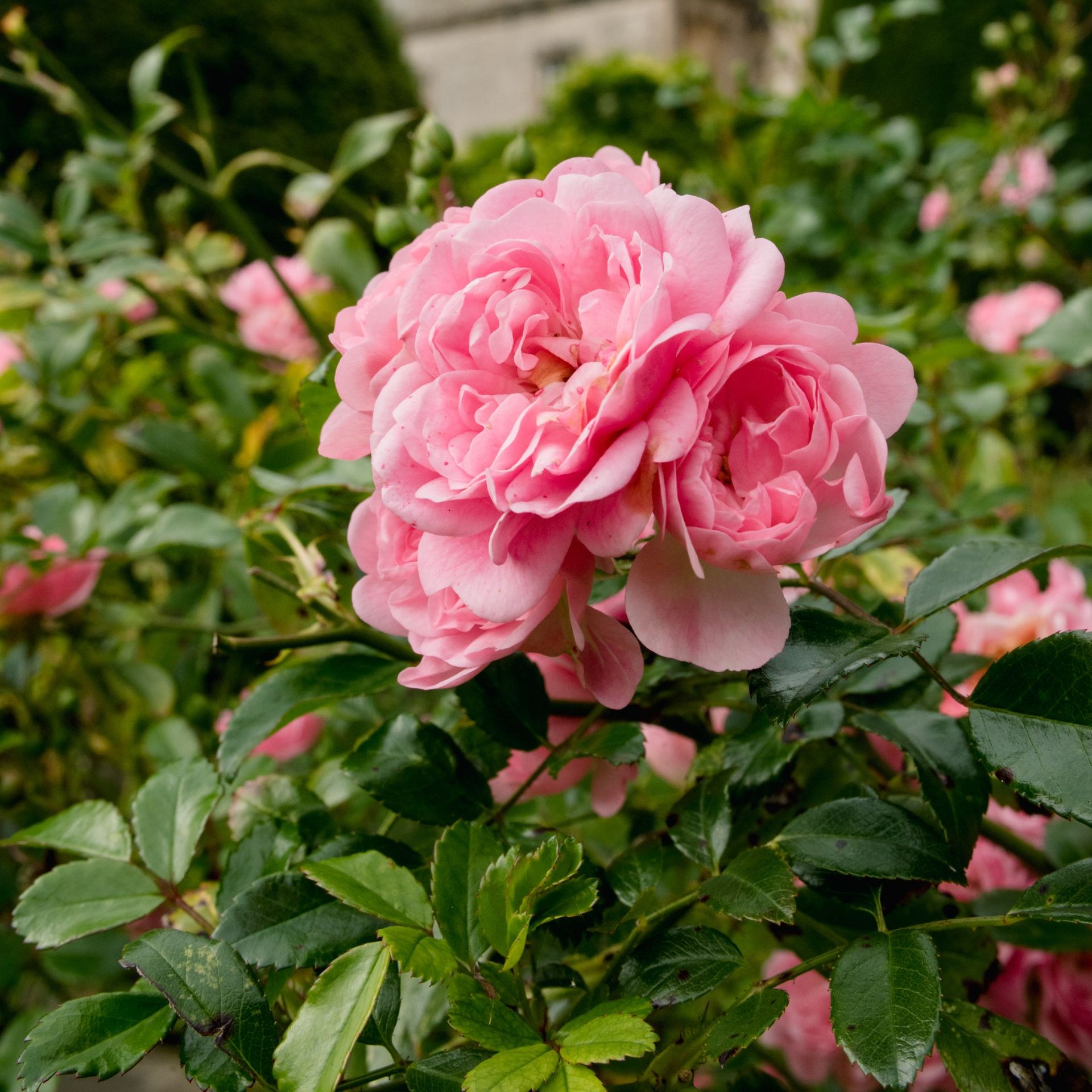 How to prune roses in summer – top tips from garden experts | Ideal Home