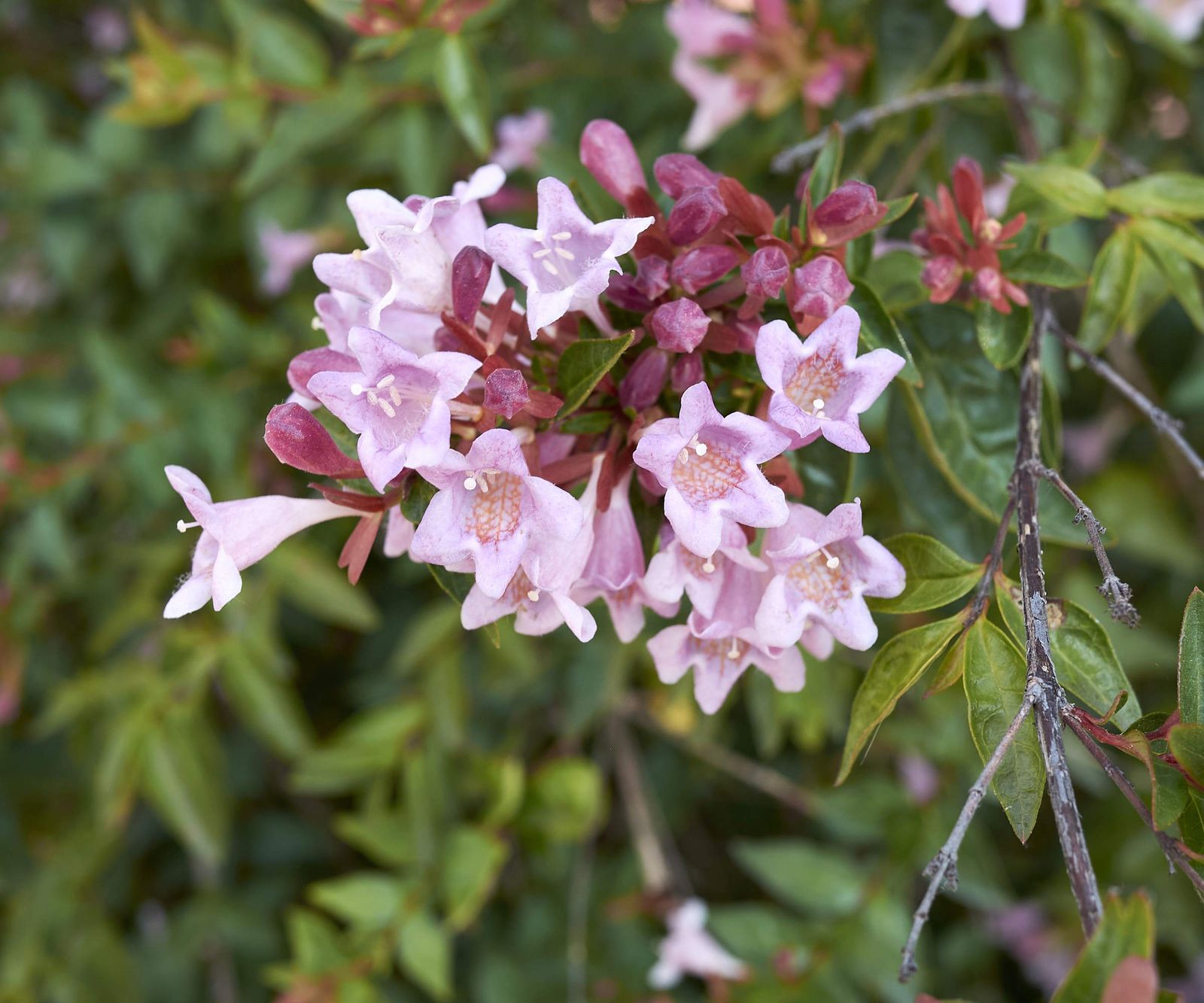 How to grow abelia: for a pretty shade-tolerant shrub | Homes and Gardens