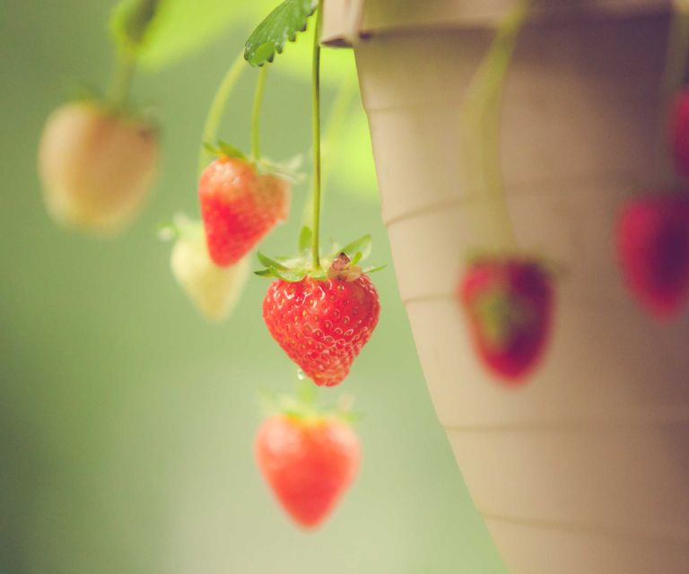 Problems with strawberries: expert tips for common issues | Homes and ...